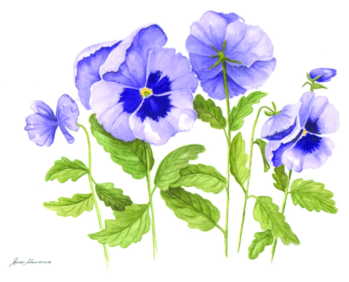 Now Available – “Cape Cod Botanicals” Note Card Set – The Eastham ...